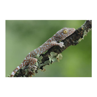 "Tokay Gecko juvenile, Uthai Thani, Thailand" Paper Print by Ch'ien Lee ...