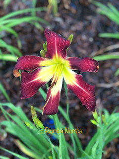 Best Red Daylilies of 2021