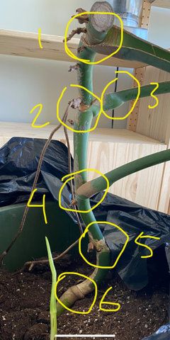 How to get Monstera stalk to resprout leaves?