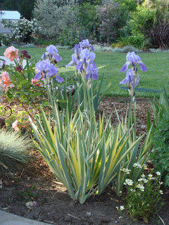 Grape-scented Iris
