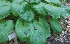Trip to Fox Hosta Farm | Houzz Forum