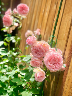 Pearly gates rose