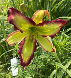 H daylilies 2024