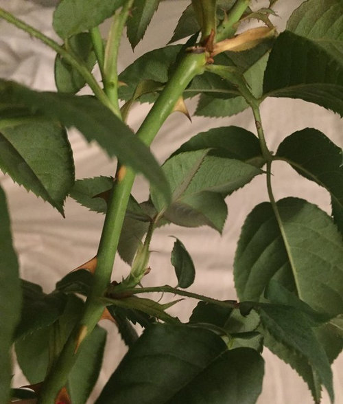 Are these the blind shoots ? | Houzz Forum