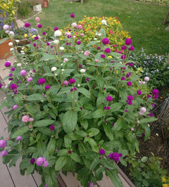 Gomphrena in a pot: | Houzz Forum