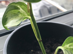 pothos rescue - extremely long no leaves - root prune vs vine pru