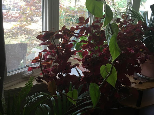 Pothos with red leaves at end of vines