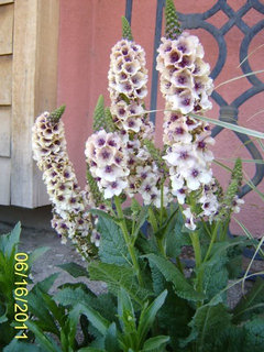 Plant ID