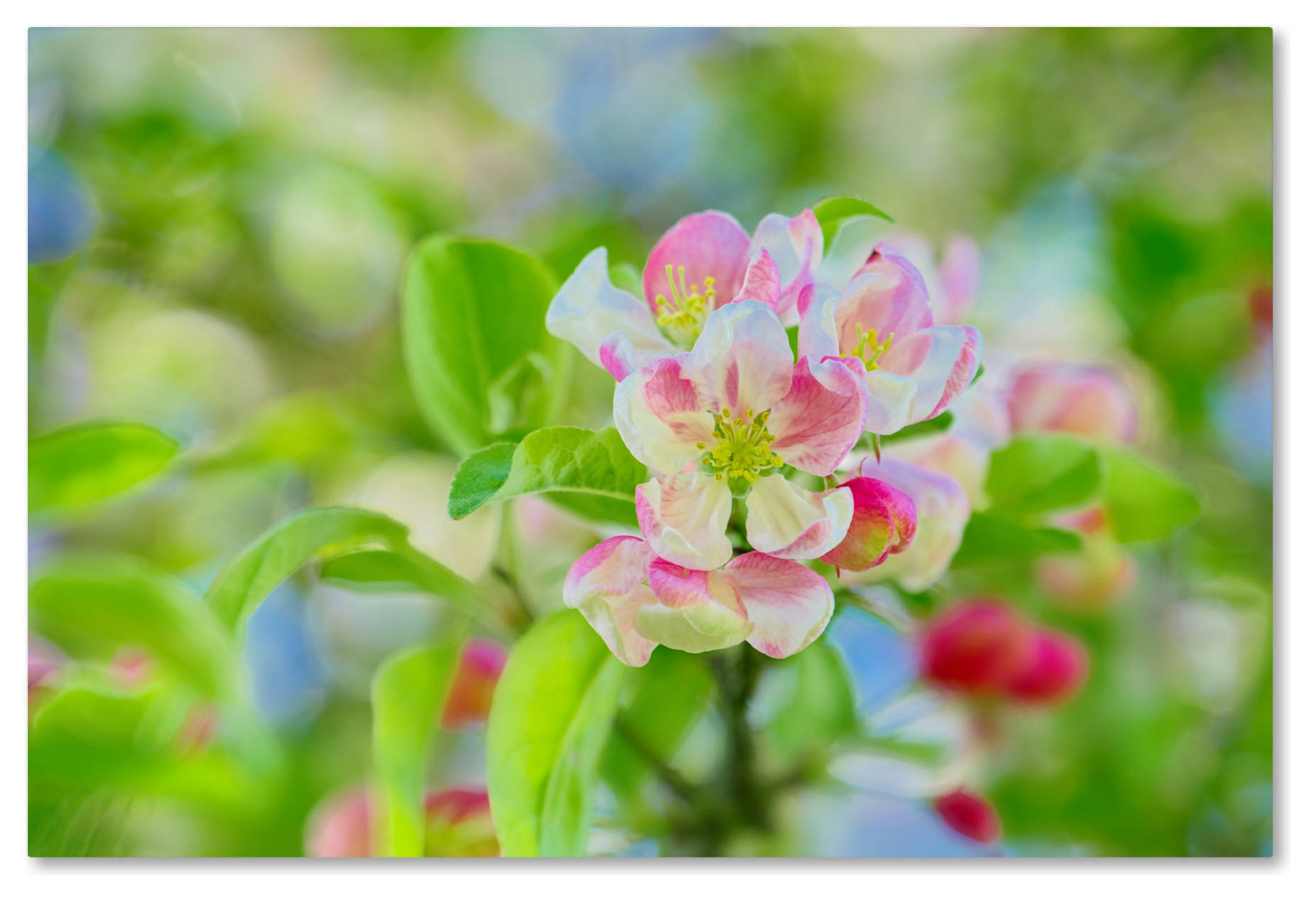 Cora Niele 'Apple Blossom' Canvas Art, 30"x47" - Contemporary - Prints ...