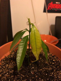 New Growth on Mango Plant Dying