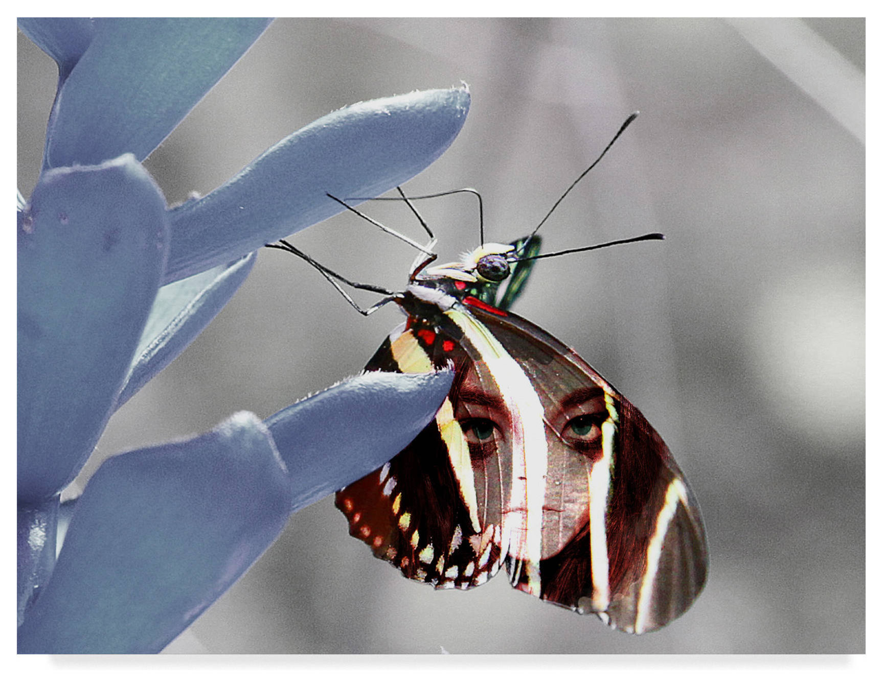 "Metamorphosis" by Dana Brett Munach, Canvas Art, 19"x14 ...