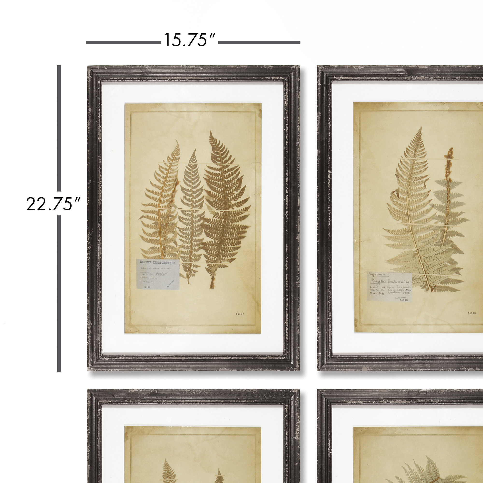 Framed Vintage Fern Prints, Set of 8 - Tropical - Prints And Posters ...