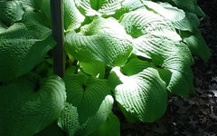 Trip to Fox Hosta Farm | Houzz Forum