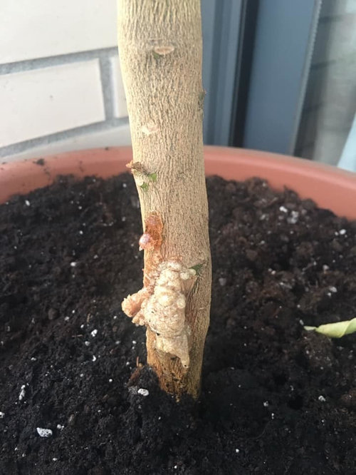 What's that on my lemon tree trunk?