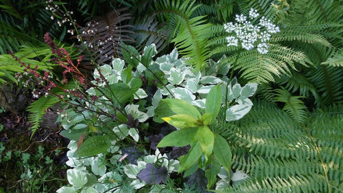 Identify Variegated Plant in Pot