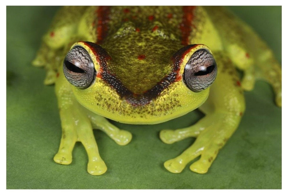 "Treefrog at night, Colombia" Digital Paper Print by Thomas Marent, 20"x14", 32"x22 ...