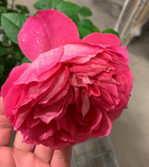 Identify this mystery Rose??