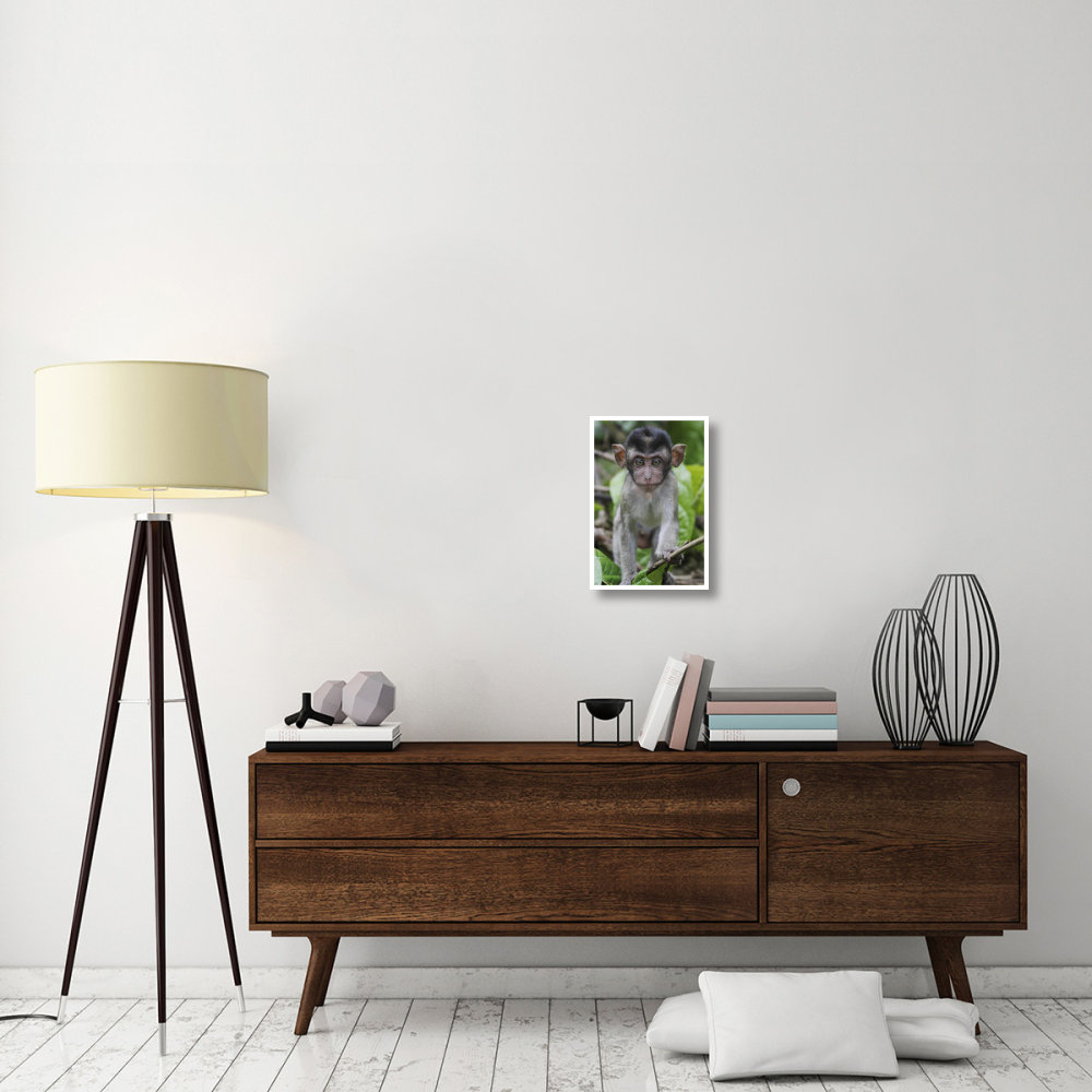 "Long-tailed Macaque baby, Saba, Malaysia" Print by Hiroya Minakuchi ...