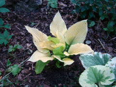 Hosta C 2023 .............................