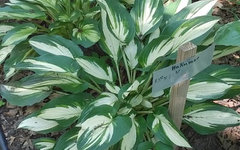 Trip to Fox Hosta Farm | Houzz Forum