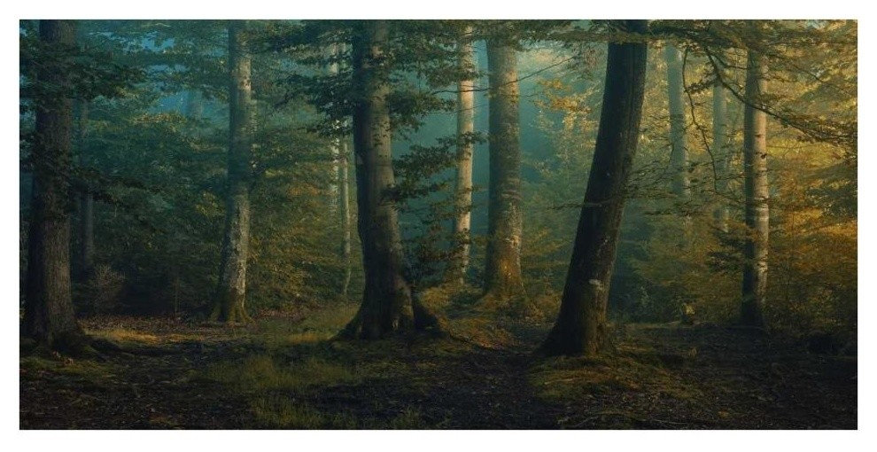 "October Colors" Digital Paper Print by Norbert Maier, 32"x17", 38"x20 ...