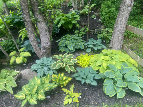 More Happy Hosta beds part 2
