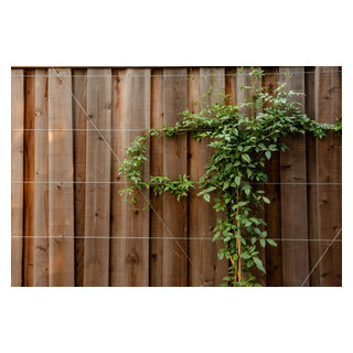 Custom Cable Trellis with Flowering Vine in the Side Yard ...
