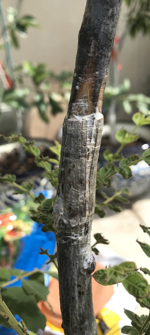 Is my pecan graft alive?
