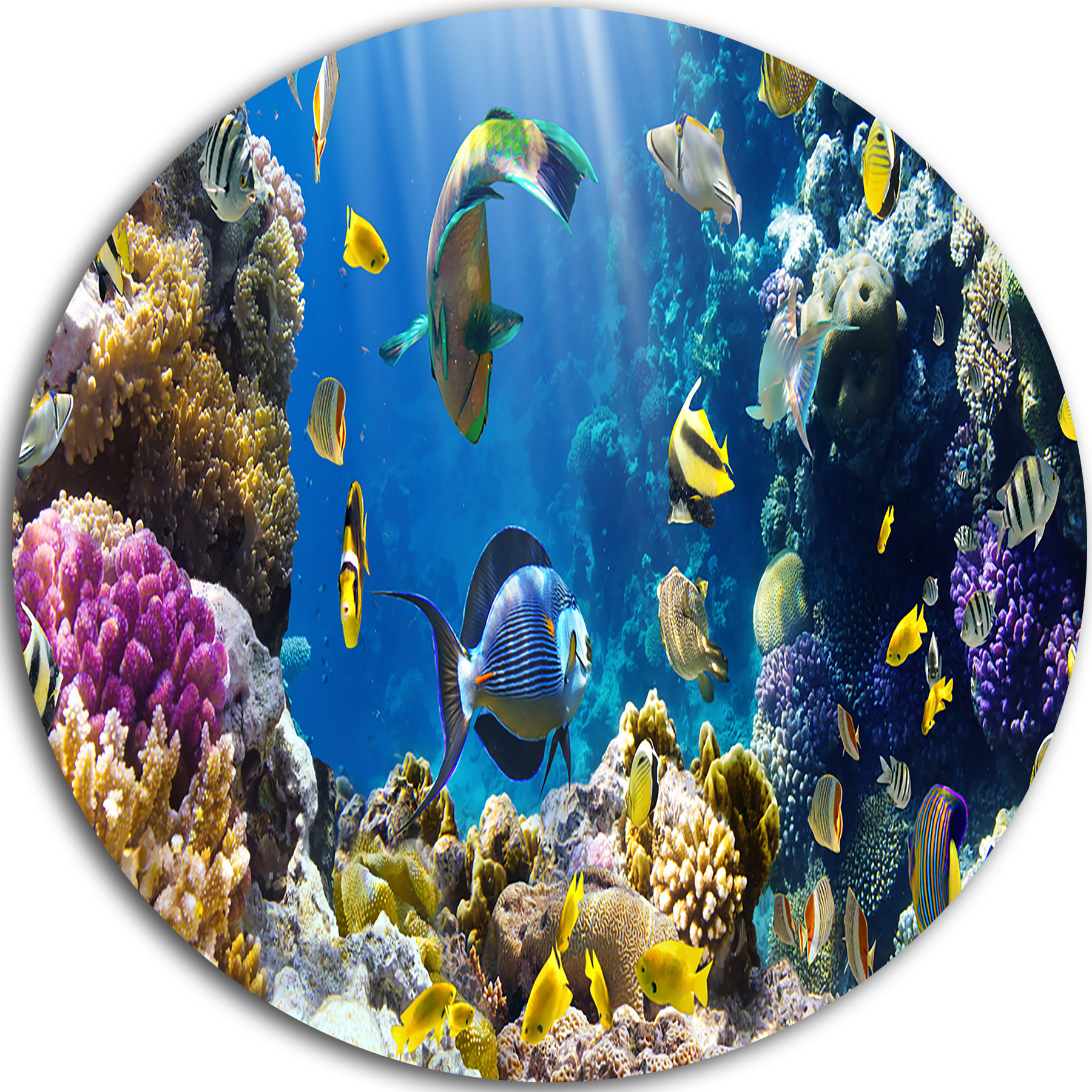 Fish In Coral Reef, Seascape Photography Round Wall Art, Disc of 36 ...