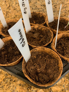 Paper towel seed sprouting and then planting?