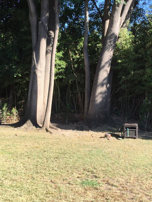 Trees in yard- want to make a focal point