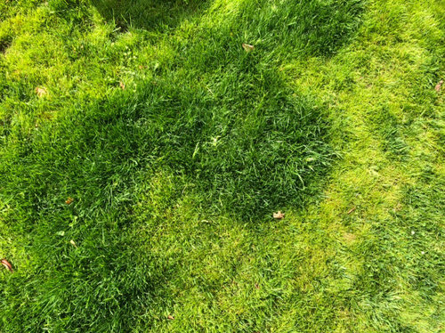 Grass identification and guidance (TTTF and KBG?)