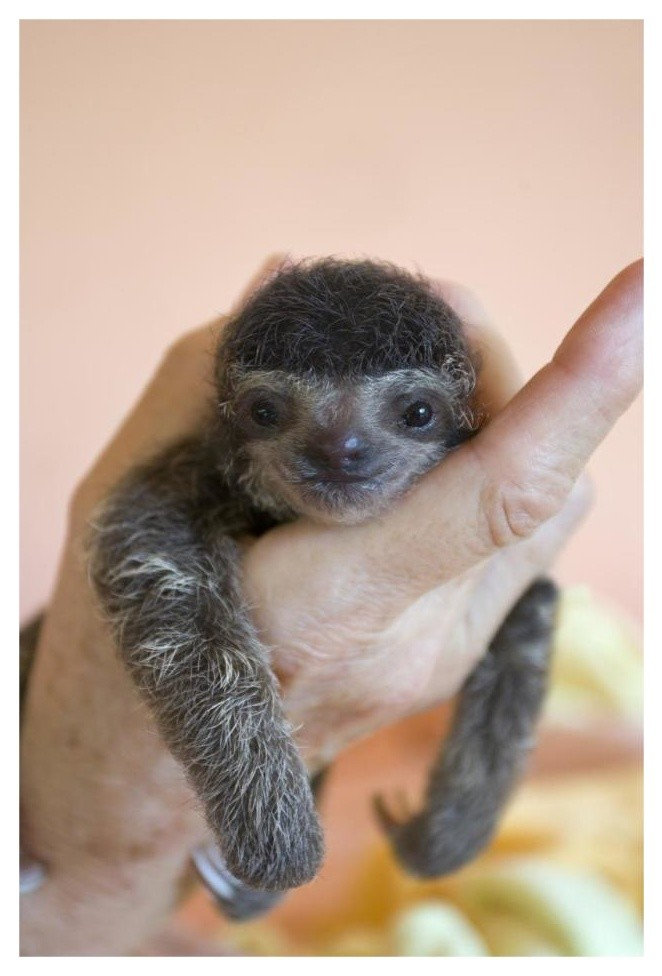 "Brown-throated 3-toed Sloth baby, Aviarios Sloth Sanctuary" Paper Art ...