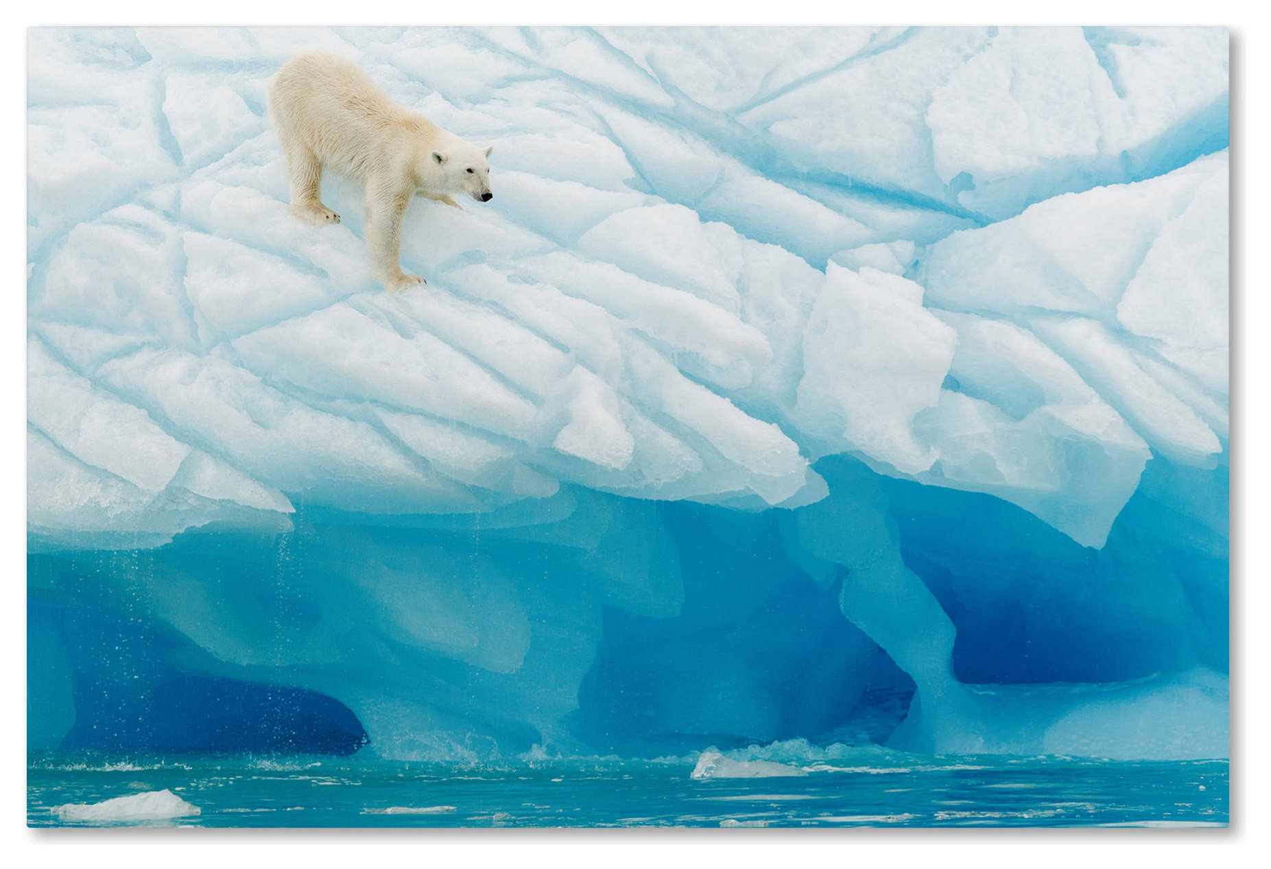 Joan Gil Raga 'Polar Bear' Canvas Art, 30x47 - Contemporary - Prints ...