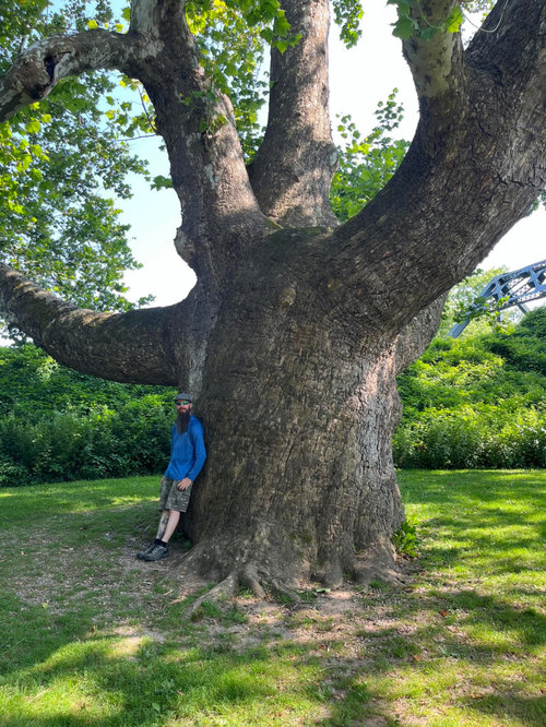 Big Amer sycamore in Connecticut
