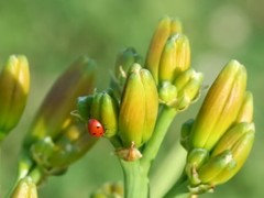 See ya' later thrips! The ladybugs are comin'! | Houzz Forum