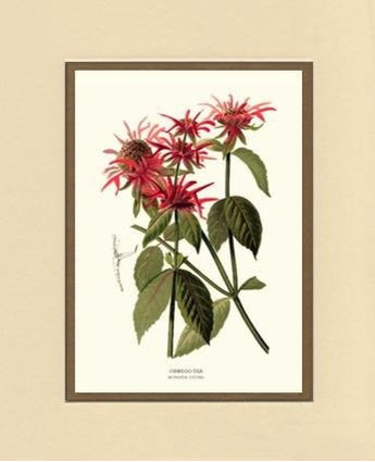 Vintage Botanical Flower Art Print: Oswego Tea, 11x14 Print ...