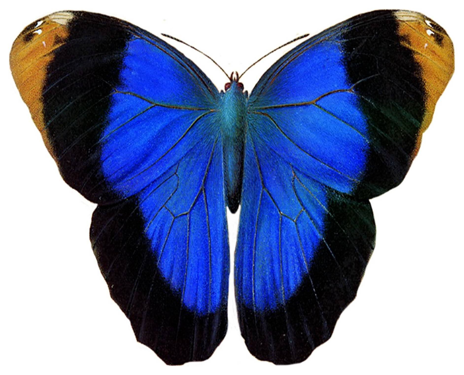 Tile Mural Butterfly By Fedor Tolstoy Color Blue Insect, 6"x8", 6"x8 ...