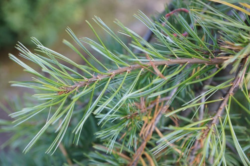 Foliage on new Pinus strobus