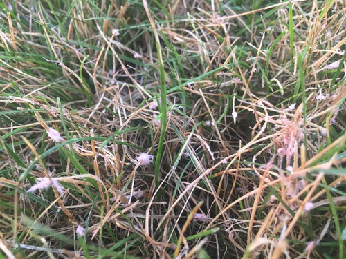 Pink like mold spores