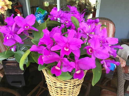 A Cattleya Bouquet!