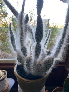 Need help for my prickly pear snow cactus!