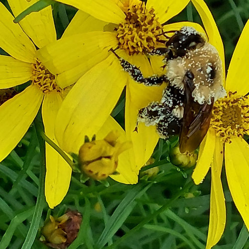 Bee-ry Happy! Garden visitors