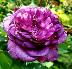 Lavender Crush Climber