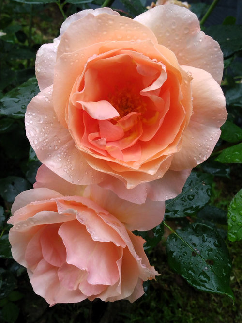 Roses to start my season in New Hampshire