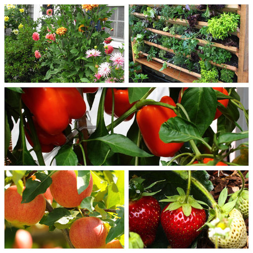 POLL: What are you planning to grow this summer?