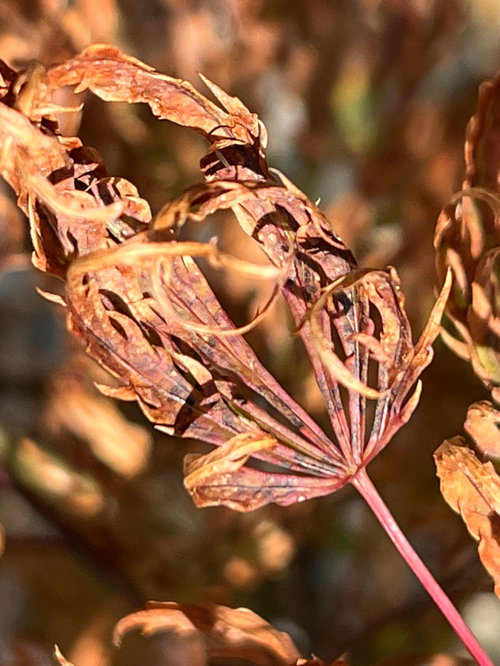 Japanese Maple, leaf scorch?