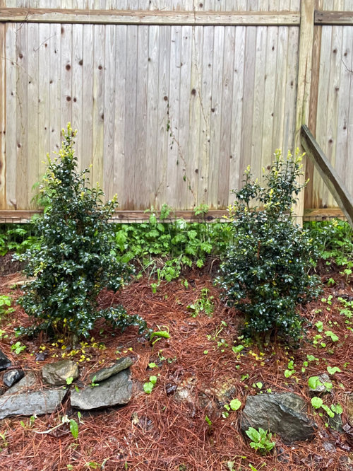 Should I prune the tops of these dragon lady holly