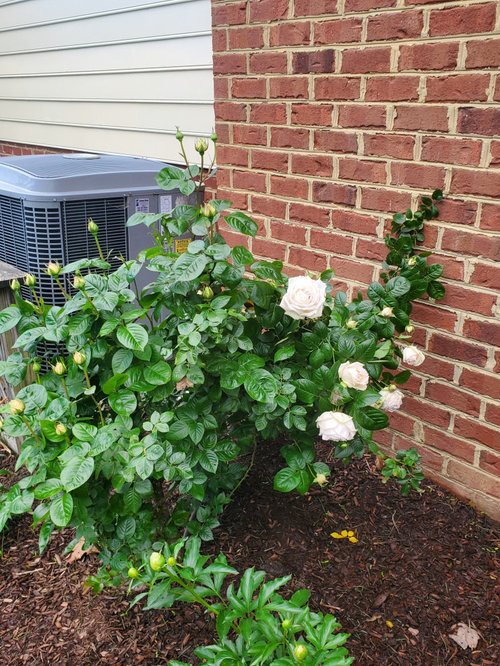madame anisette is blooming | Houzz Forum