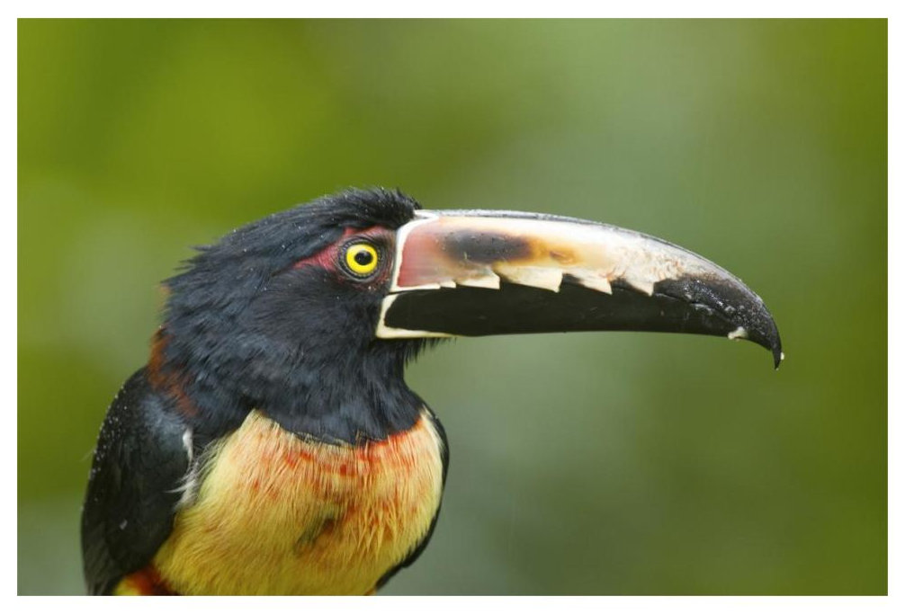 "Collared Aracari, Costa Rica" Digital Paper Print by Steve Gettle, 20 ...